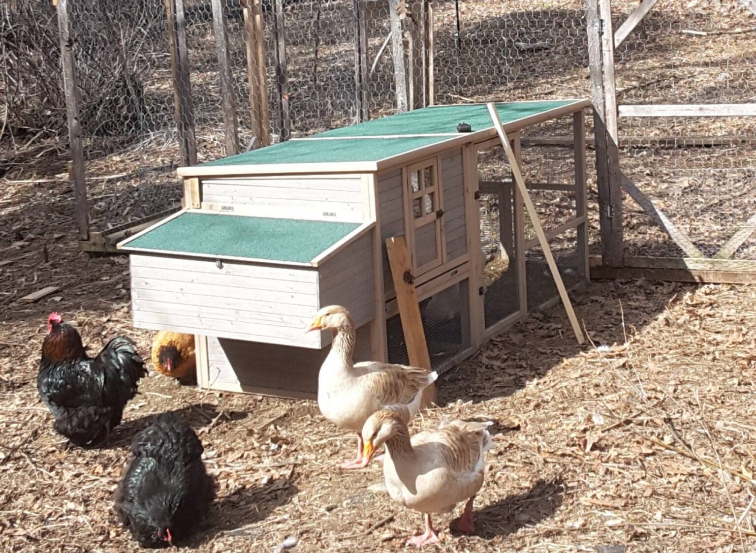 Creative Coops: Thinking Outside the Box - Countryside